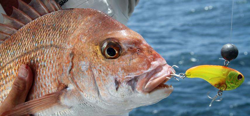 The Fishing Website - Fish Snapper, Kingfish - The Fishing Website