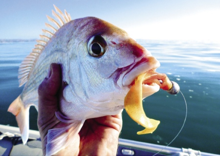Snapper fishing - casting, lures & timing - The Fishing Website