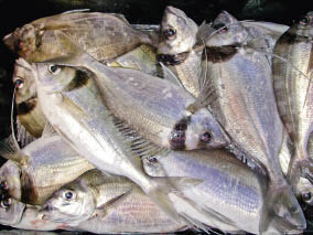 How to target Tarakihi - The Fishing Website