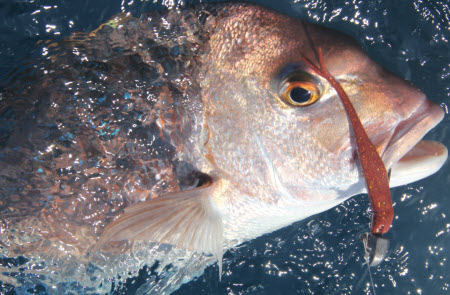 The Canon EOS 60D - The Fishing Website