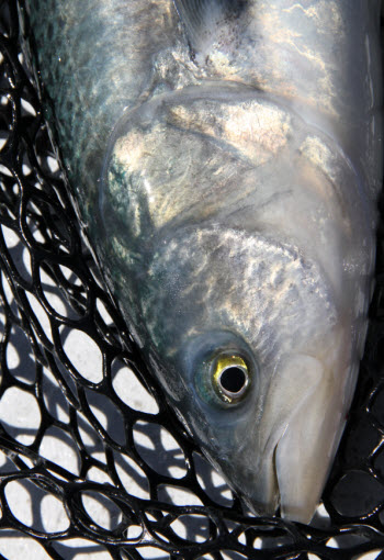 BSafe – A New Generation Of Fish-Safe Nets - The Fishing Website