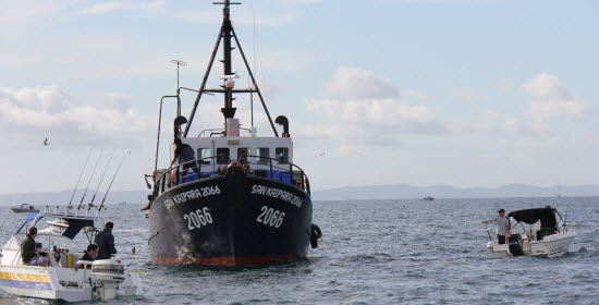 Snapper 1 Commercial fishing to be monitored - The Fishing Website