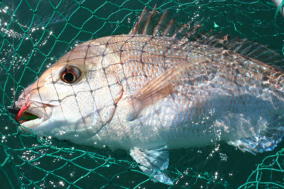 Snapper bag limits announced - The Fishing Website