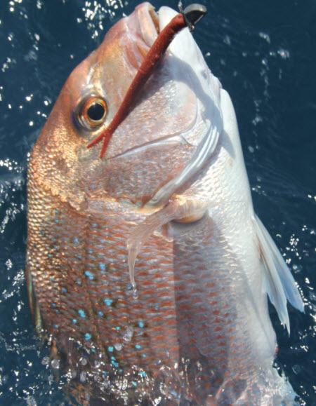 Winston Peters says new snapper allocation system needed. - The Fishing ...
