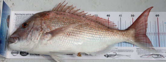 The New Zealand Fishing Competition - The Fishing Website