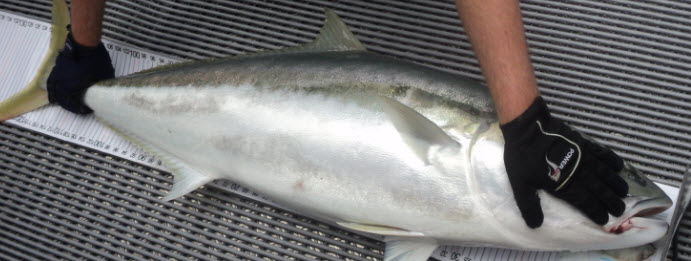 The New Zealand Fishing Competition - The Fishing Website