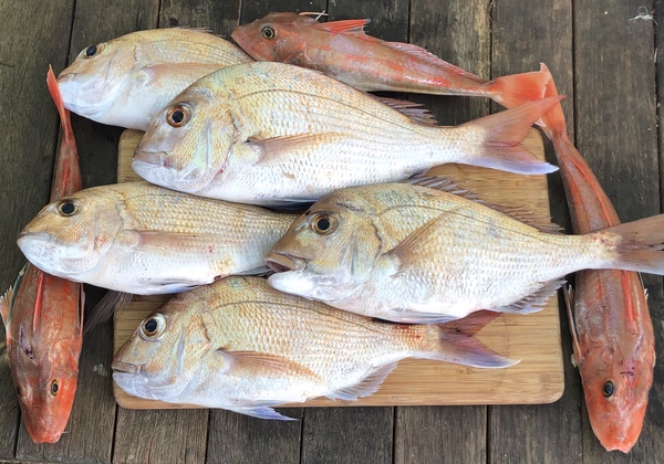 Auckland Yakkers - The Fishing Website : Discussion Forums - Page 756