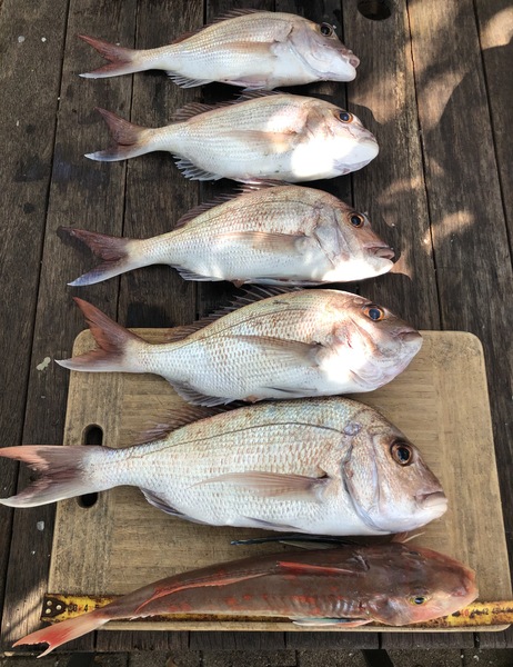 Auckland Yakkers - The Fishing Website : Discussion Forums - Page 776