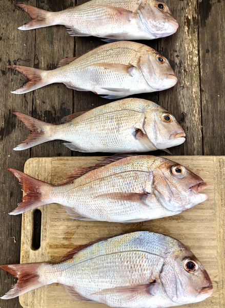 Auckland Yakkers - The Fishing Website : Discussion Forums - Page 822