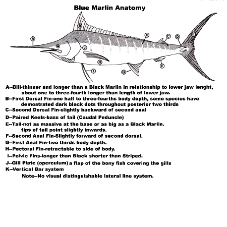 Blue in Mercury bay - The Fishing Website : Discussion Forums - Page 8