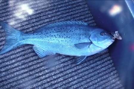 ID your fish here - The Fishing Website : Discussion Forums - Page 2