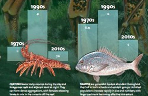 Goat Island Reserve. - The Fishing Website : Discussion Forums - Page 1