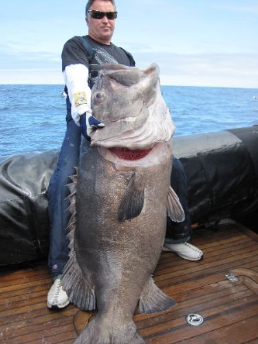 NZ or Oz Bass Grouper? - The Fishing Website : Discussion Forums