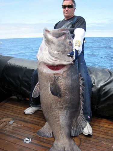 NZ or Oz Bass Grouper? - The Fishing Website : Discussion Forums