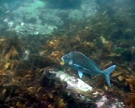 ID your fish here - The Fishing Website : Discussion Forums - Page 1