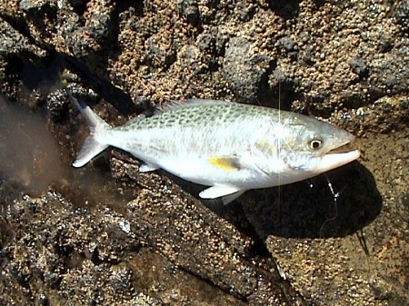 ID your fish here - The Fishing Website : Discussion Forums - Page 1