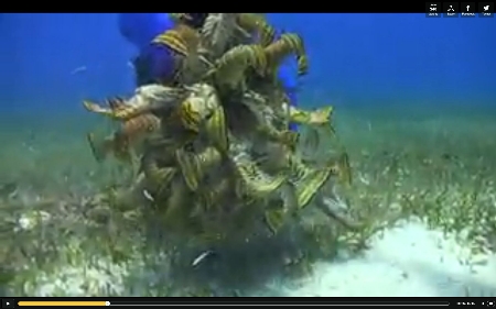 big cray - The Fishing Website : Discussion Forums