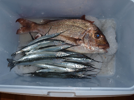 Catching piper - The Fishing Website : Discussion Forums - Page 1