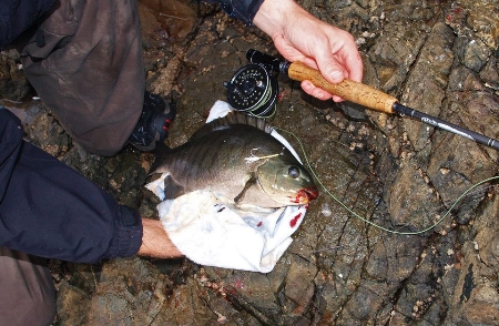 Parore (luderick on fly) - The Fishing Website : Discussion Forums - Page 2