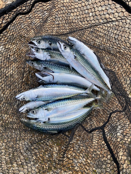 UK Mackerel and Bass Fishing - The Fishing Website : Discussion Forums