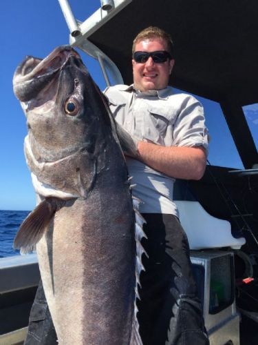 Puka, Trumpeter & Scallies - the Coro provides - The Fishing Website ...