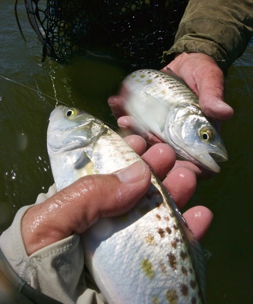 Kahawai Thread - The Fishing Website : Discussion Forums - Page 19