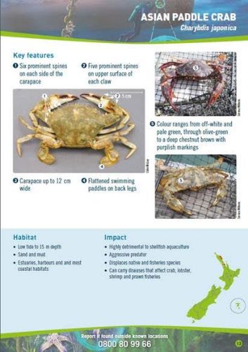 Paddle crabs - good sign or bad? - The Fishing Website : Discussion Forums