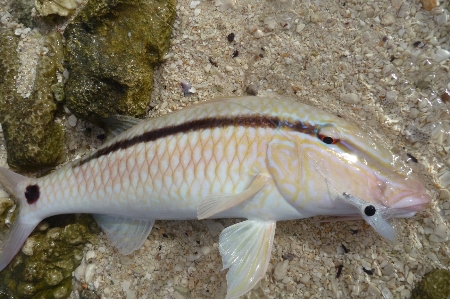 Goatfish! - The Fishing Website : Discussion Forums