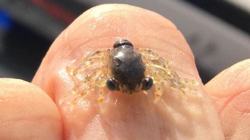 Crab Larvae - The Fishing Website : Discussion Forums