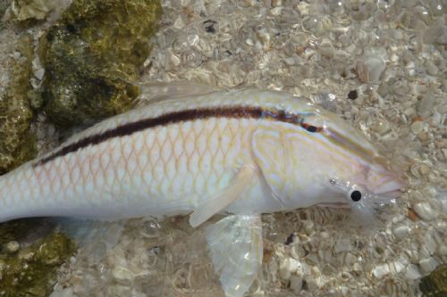 Tropical goatfish on fly - The Fishing Website : Discussion Forums