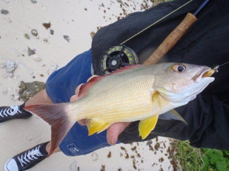 Full Aitutaki Report - updated - pics added! - The Fishing Website ...