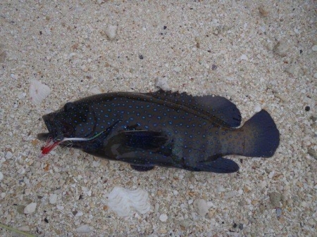 Full Aitutaki Report - updated - pics added! - The Fishing Website ...