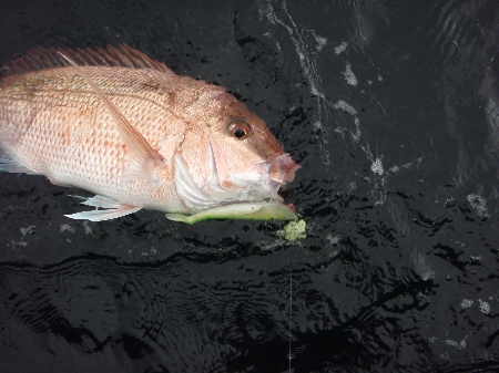 Cyclops Saturday - The Fishing Website : Discussion Forums - Page 1