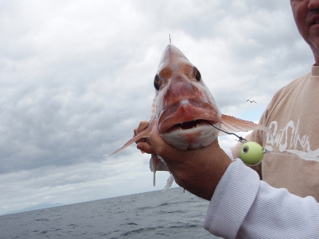 Cyclops Saturday - The Fishing Website : Discussion Forums - Page 1