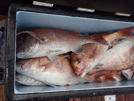 Cyclops Saturday - The Fishing Website : Discussion Forums - Page 1