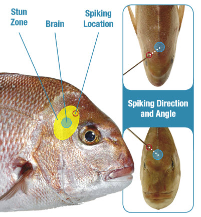 Catching Handling and Releasing Snapper - The Fishing Website ...