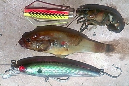 Belly contents of tarawera trout. - The Fishing Website : Discussion Forums