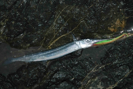 ID your fish here - The Fishing Website : Discussion Forums - Page 10