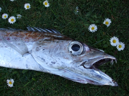 Frost Fish >> Hauraki Gulf.!!!! - The Fishing Website : Discussion Forums
