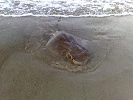 The Sands and Rocks of Matarangi - The Fishing Website : Discussion Forums