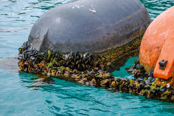 Taking Mussels from mussel farms. - The Fishing Website : Discussion ...