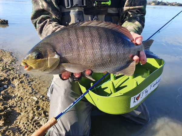 Who's been saltwater fly fishing? Auckland - The Fishing Website ...