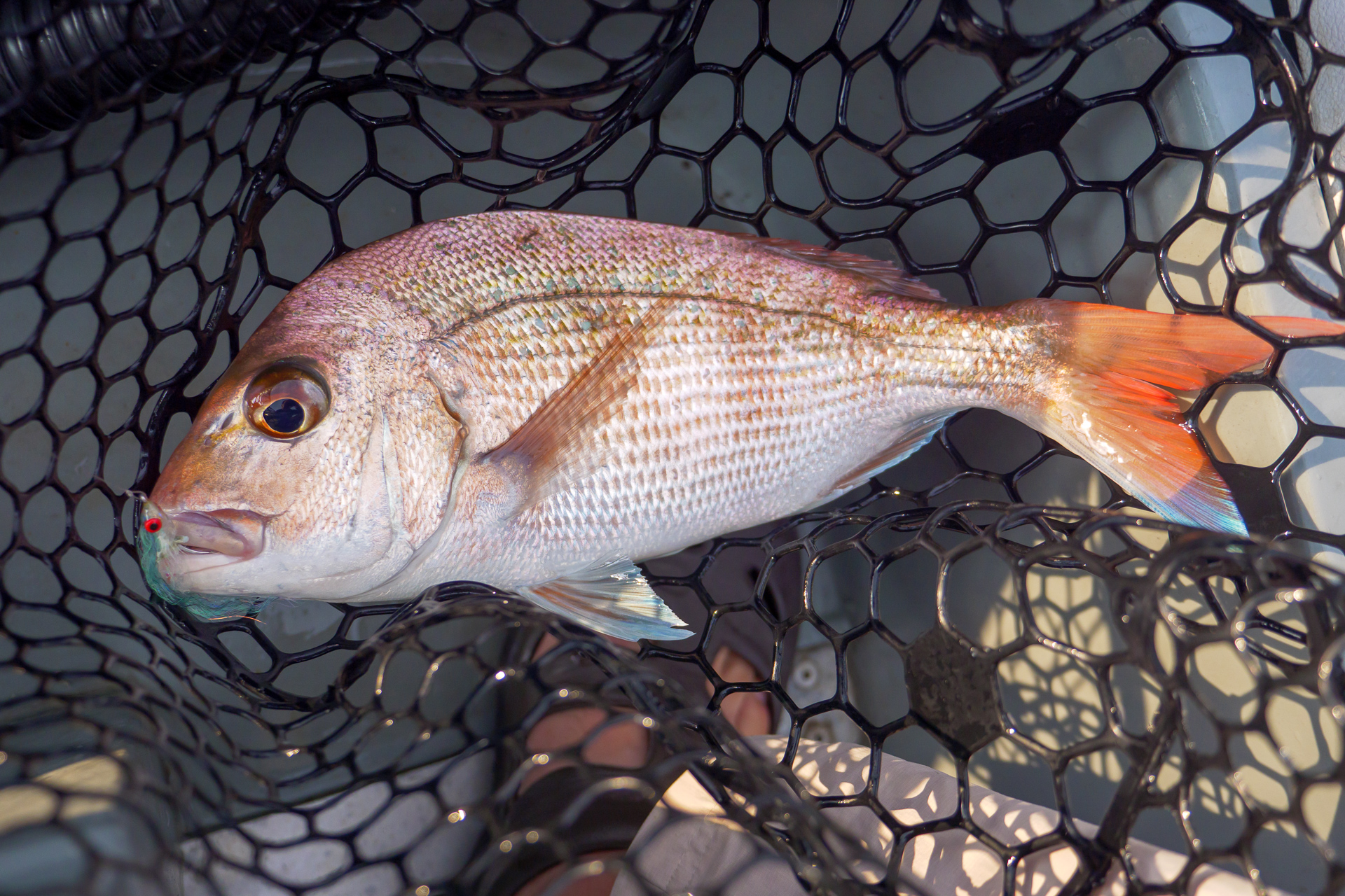 Who's been saltwater fly fishing? Auckland - The Fishing Website ...