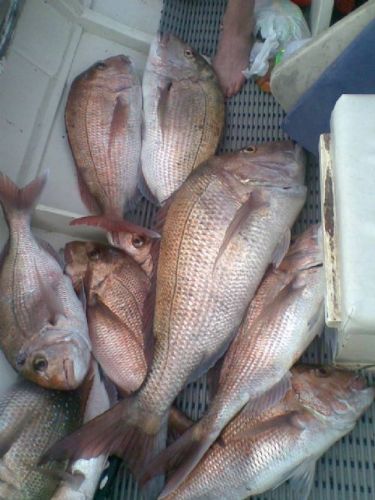 Koheru & the cook fishing 2014-15 - The Fishing Website : Discussion Forums