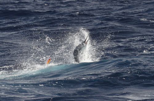 Destiny at the Wanganella Banks 2016 - The Fishing Website : Discussion ...