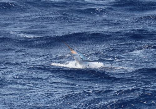 Destiny at the Wanganella Banks 2016 - The Fishing Website : Discussion ...