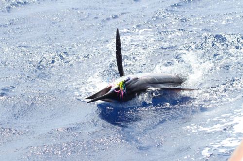 Destiny at the Wanganella Banks 2016 - The Fishing Website : Discussion ...