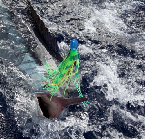 Destiny at the Wanganella Banks 2016 - The Fishing Website : Discussion ...