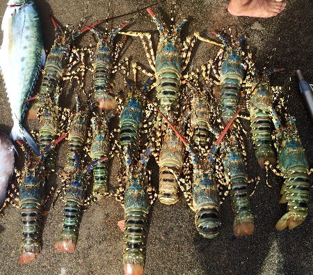 big cray - The Fishing Website : Discussion Forums