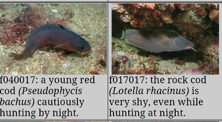 ID your fish here - The Fishing Website : Discussion Forums - Page 11